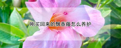 姜荷花适合家里养吗 发财农业网