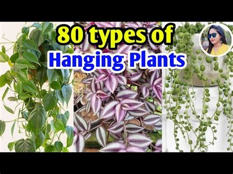 80 Types Of Hanging Plants Hanging Plants For Indoor And Outdoor