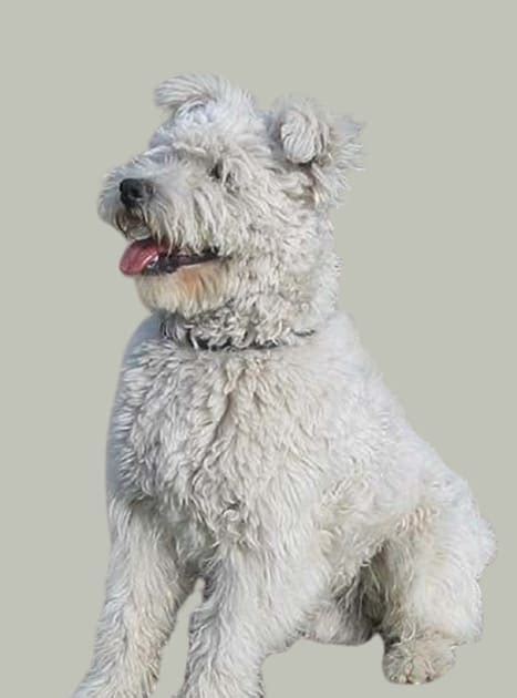 Pumi