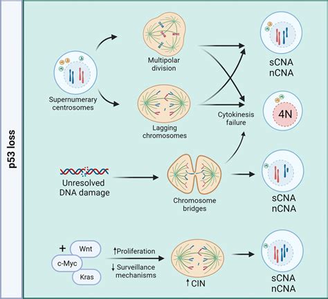 Consequences Of P53 Loss Cells That Lose P53 Function Can Become