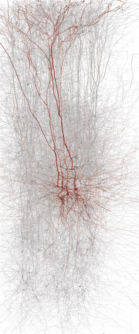 Topology In The Blue Brain Project Neuron Network Model