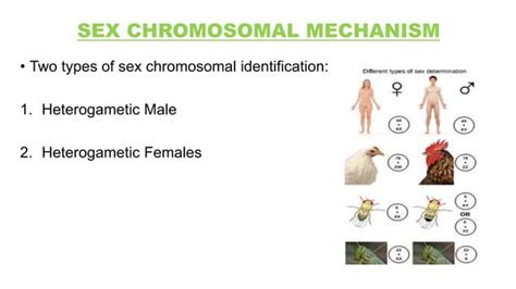 Sex Identification By Rohit Kumar Ppt Hnbgu Ppt Sex Identification By Rohit Kumar Ppt Hnbgu Ppt