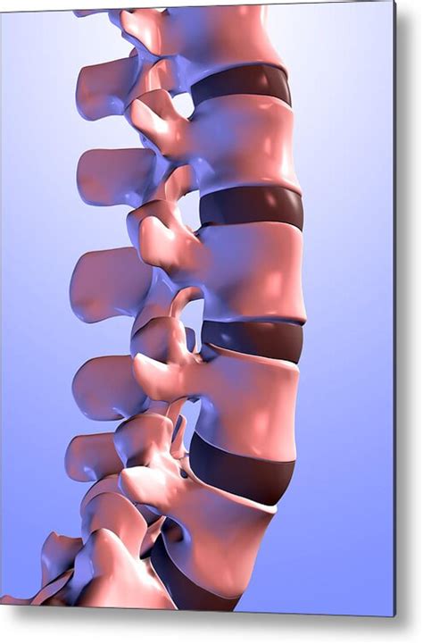 Human Vertebrae Lumbar