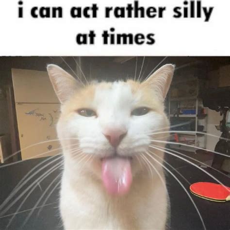Blehhhhh P Cat Know Your Meme