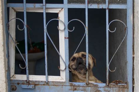 Едомекс вони заарештували 2 чоловіків яких звинувачують сусіди в Тутітлані за виховання собак