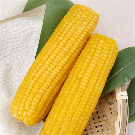Waxy Corn