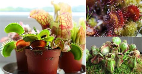7 Indoor Carnivorous Plants For Beginners Best Carnivorous Houseplants