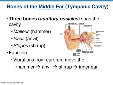 The Senses Special Senses Smell Olfactory Taste Gustatory Ppt