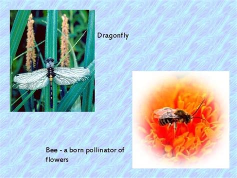 Body Symmetry Coelomate Symmetrical Acoelomate No Mesoderm Pseudocoelomate
