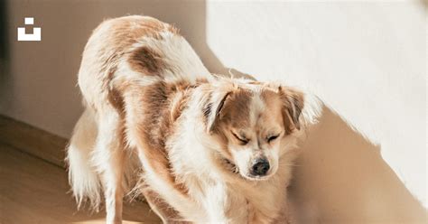 Foto Un Perro Tirado En El Suelo Imagen Neuquén Gratis En Unsplash