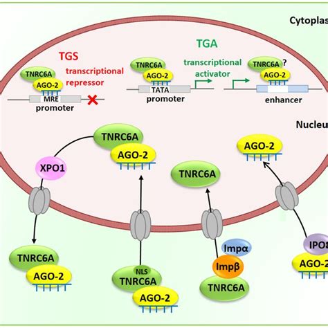Transport Of Mature MiRNAs And Components Of RISC RNA Induced Download Scientific Diagram