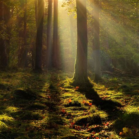 Forest Wallpaper 4k Light Trees Poland 5k 8k
