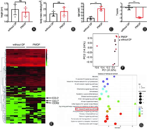 The Levels Of Ccl2 Ccl7 And Nf κb Pathway Members Were Increased In Download Scientific