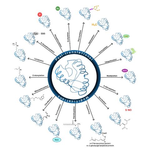 An Overview Of Different Post Translational Modifications And The