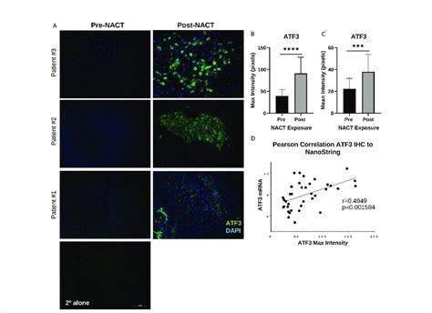 Atf3 Protein Displays Distinct Regional Nuclear And Cytoplasmic