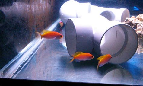 Bartletts Member S Gallery WAMAS Forums