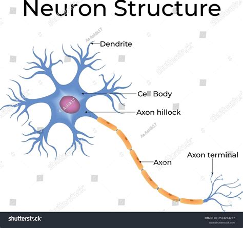 Neuron Structure Diagram Design Vector Illustration Stock Vector