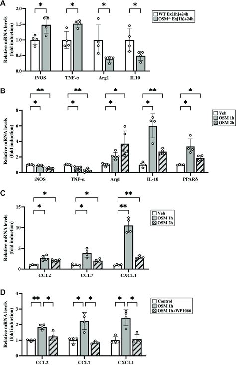 Direct Effects Of Osm On Skeletal Muscle Macrophages A Expression Of Download Scientific