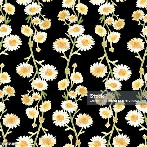 카모마일 이음새가 없는 패턴 수채화 빈티지 일러스트레이션 검은 배경에 고립되어 있습니다 0명에 대한 스톡 벡터 아트 및 기타 이미지 Istock