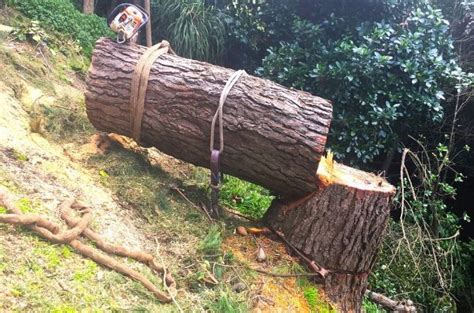 Tree Pulling Rope The Ultimate Arborists Guide Yifarope Your Ultimate Place To Ropes And Knots