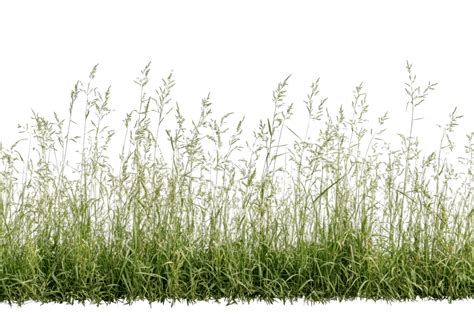 Grass Texture Pngs For Free Download
