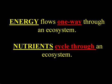Energy Flows Through A Food Chain Ppt Download