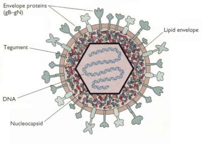 Structure Of Herpes Simplex Virus Hsv 1