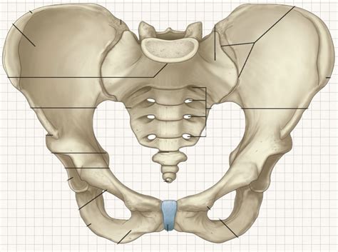 Basic Pelvis Bone Identification Diagram Quizlet