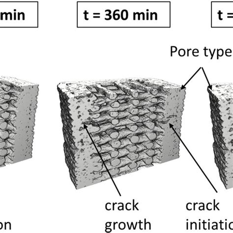 3d Rendered Cross Sectional View Of Reconstructed X Ray Tomographic Download Scientific Diagram