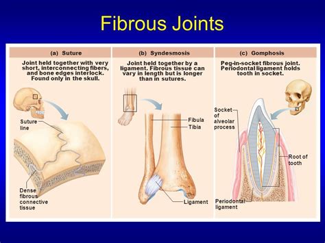 Three Types Of Fibrous Joints Three Types Of Fibrous Joints