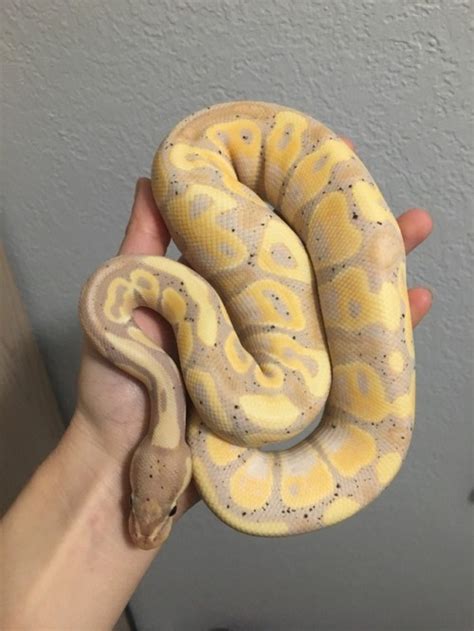 Kaa The Ball Python On Tumblr