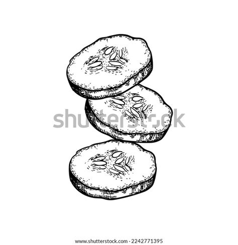 Cucumber Cuts Hand Drawn Sketch Style Stock Vector Royalty Free