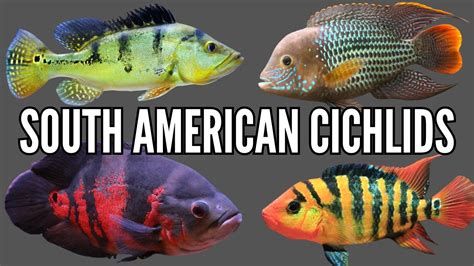 South American Cichlids Types Central American Cichlid Species List