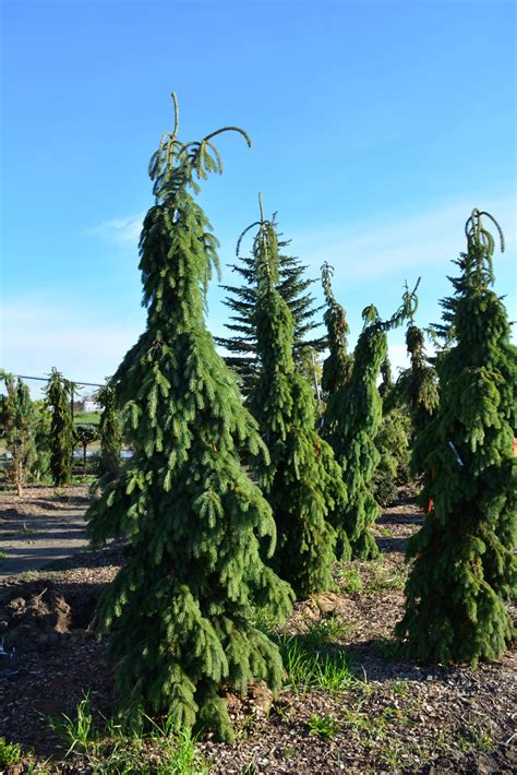 Weeping White Spruce Kiwi Nurseries