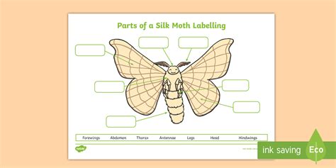 Parts Of A Silk Moth Activity Worksheet Twinkl Twinkl