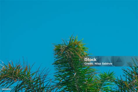 청록색 하늘을 배경으로 녹색 야자수가 휴가철에 더운 나라의 리조트에서 편안한 분위기를 조성합니다 0명에 대한 스톡 사진 및 기타 이미지 Istock