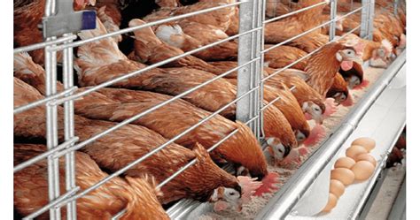 Дажбата на кокошките носачки зависи от възрастта на птиците Български Фермер