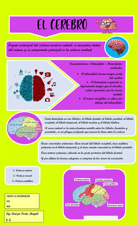 Partes Del Cerebro Y Sus Funciones Abc Fichas