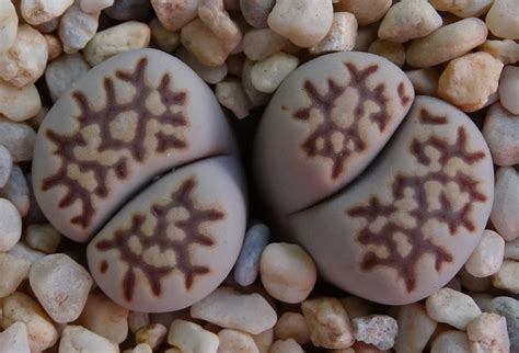 Succulent Sundae Lithops Julii Variations