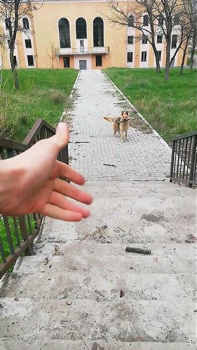 გერმანული ნაგაზი Youtube