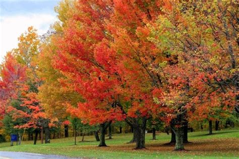 Fall Color Of Trees
