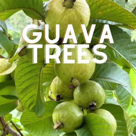Exotic Guava Trees Collection 15 Varieties Pink White And Rare