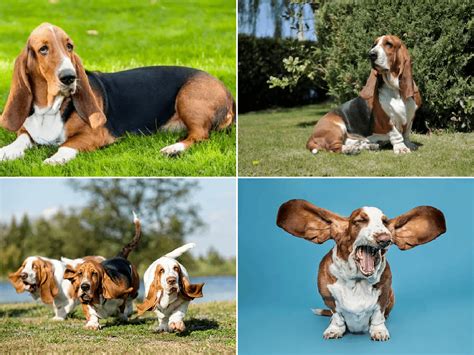 Basset Hound Caracteristicas Caracter Cachorro Y Fotos