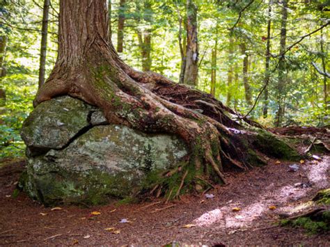 Tree Roots Breaking Rock Premium Photo Life Of Trees Among The