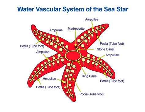 What Is Water Vascular System In Echinoderms At Stephanie Clunie Blog