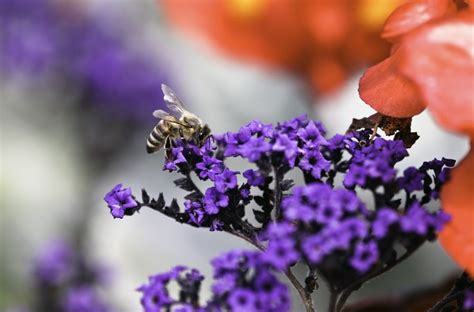 꿀벌 말벌 호박벌 및 개미에 쏘임 부상 및 중독 Msd 매뉴얼 일반인용