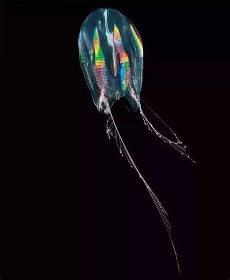 世界上最美的透明生物！ 美到爆！ 搜狐