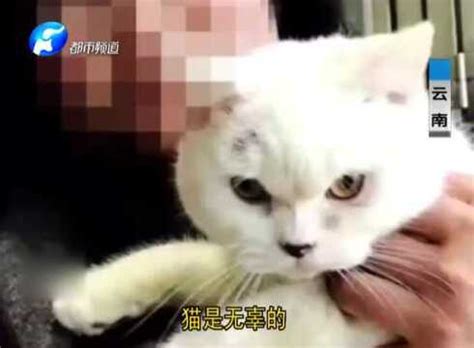 小猫活剥皮 女子太残忍 腾讯视频