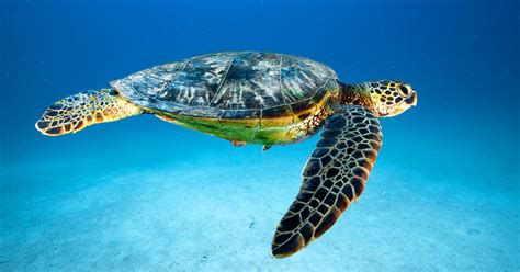 Green Sea Turtles Facts Threats And Conservation Ifaw