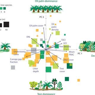 Principal Components Of The Vegetation Structure In The Tree Download Scientific Diagram
